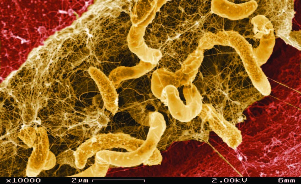 microbes-corps-humain - Fondation David Suzuki