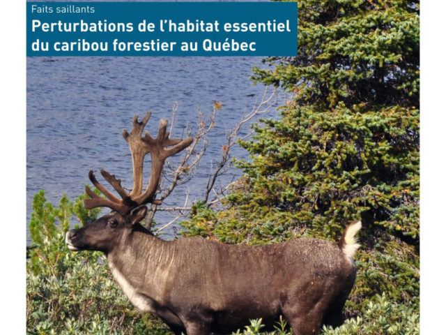 Perturbations de l’habitat essentiel du caribou forestier au Québec