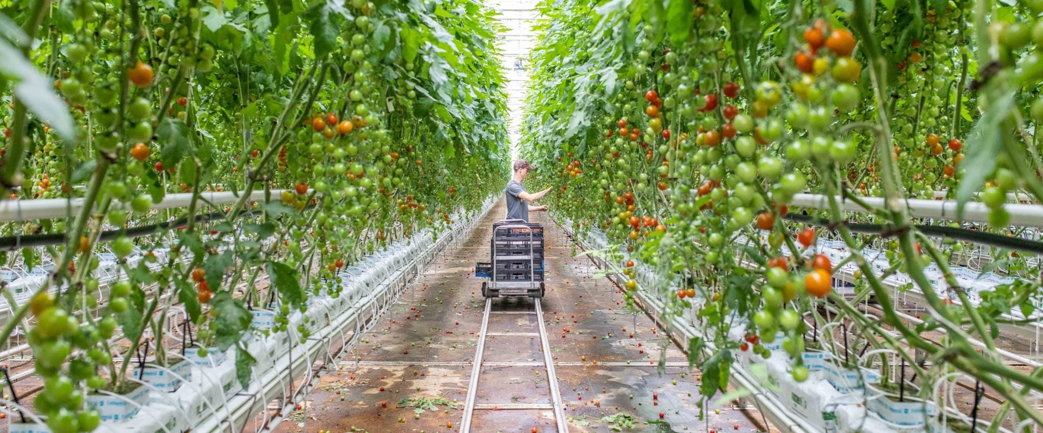 Merci à notre partenaire Les Fermes Lufa! - Fondation David Suzuki
