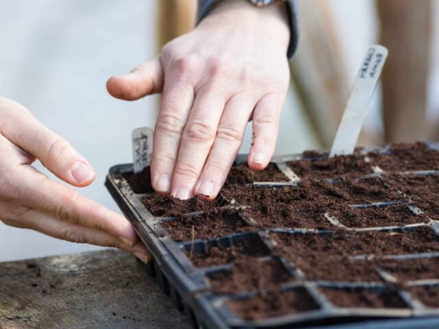 Comment et où se procurer des semences et des plantes indigènes ...