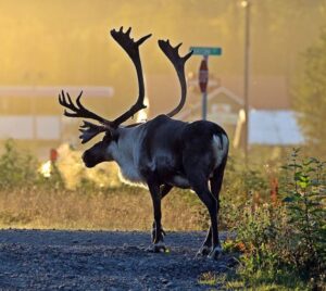 Dix faits intéressants sur les caribous - Fondation David Suzuki