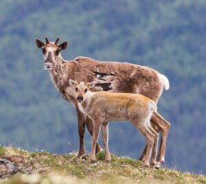 Dix faits intéressants sur les caribous - Fondation David Suzuki