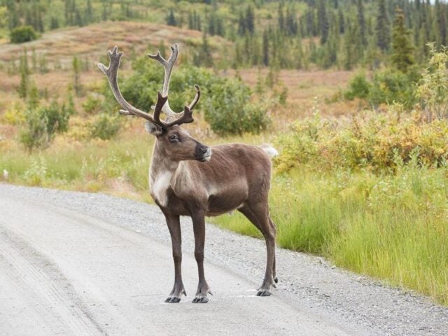 Dix faits intéressants sur les caribous - Fondation David Suzuki