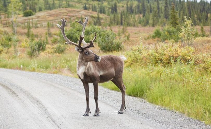 Dix faits intéressants sur les caribous - Fondation David Suzuki